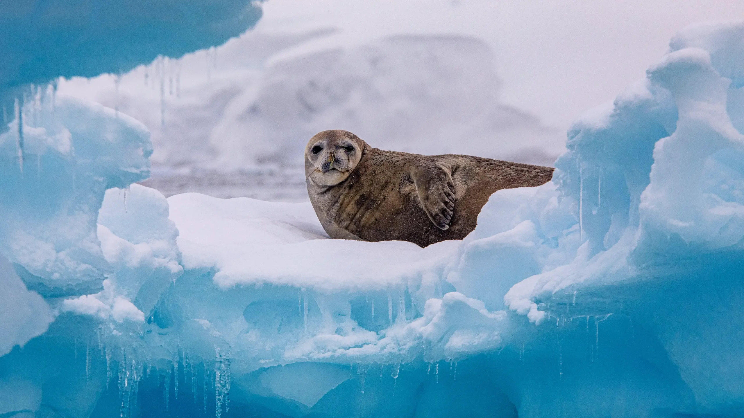 Ice bucket list: spotting wildlife in the Antarctic – GeoNews